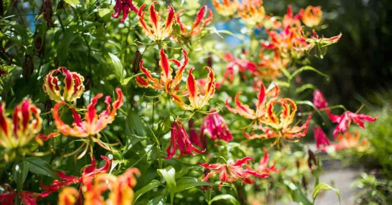 Rare monsoon flowers of India: 5 wildflowers that only bloom in rainy ...