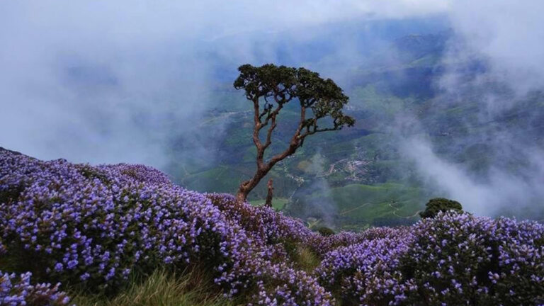 Rare monsoon flowers of India: 5 wildflowers that only bloom in rainy ...