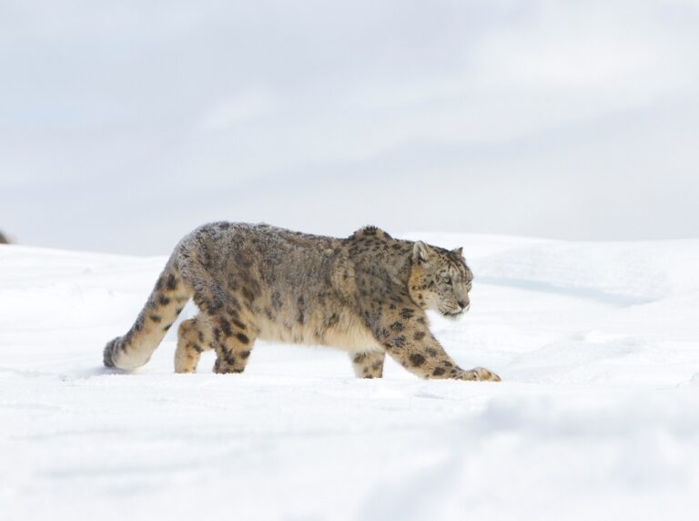 Uttarakhand plans snow leopard tours, heli-skiing and Himalayan car ...